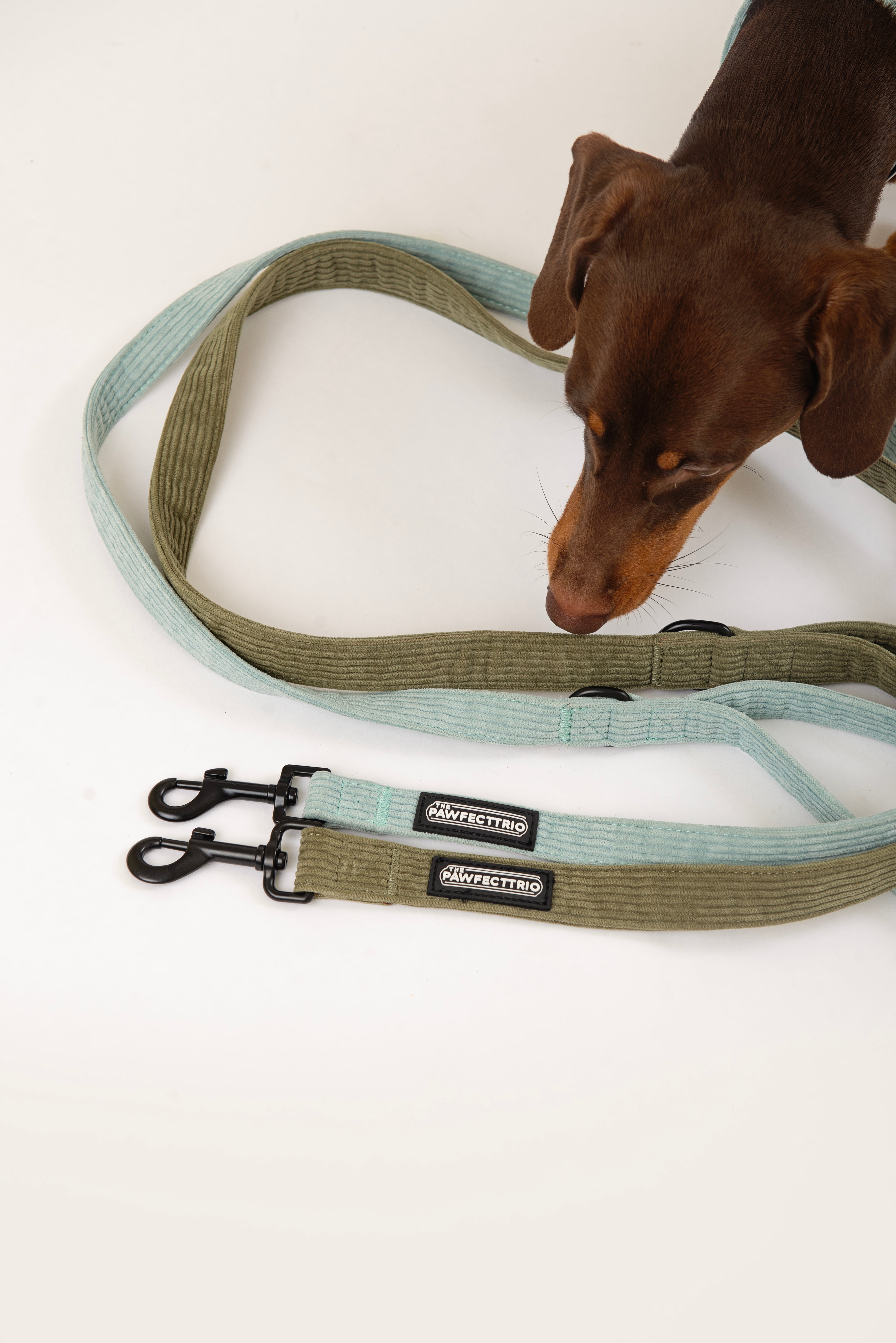 Dog Harnesses, Collars & Leads Australia – Corduroy Walking Gear | The ...